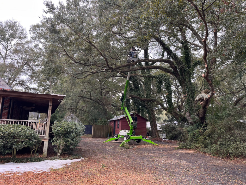 Three Reasons Why Tree Removal is Important - dysontreeservice.com